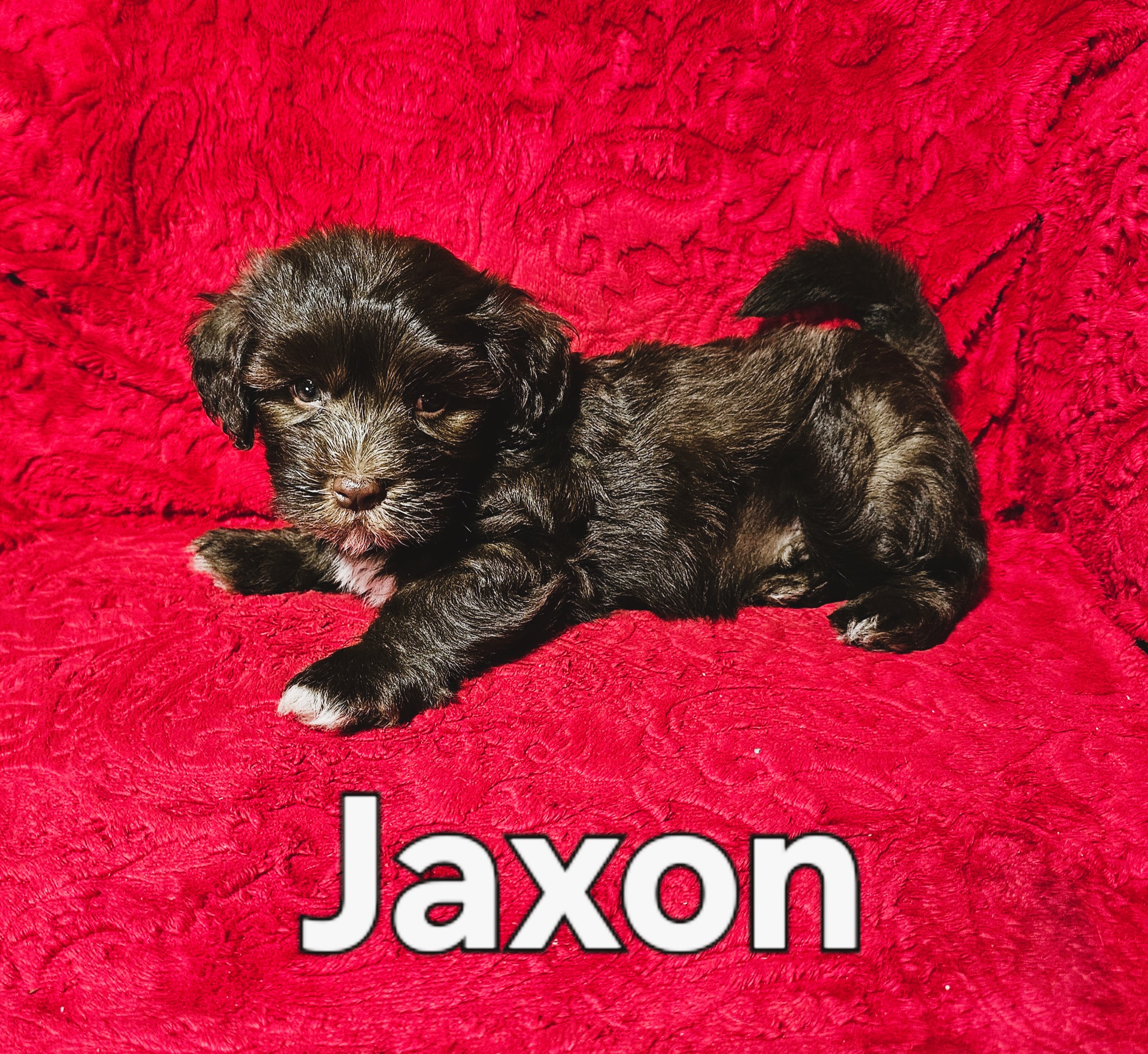 Jaxon - sold - C-Lou Puppies