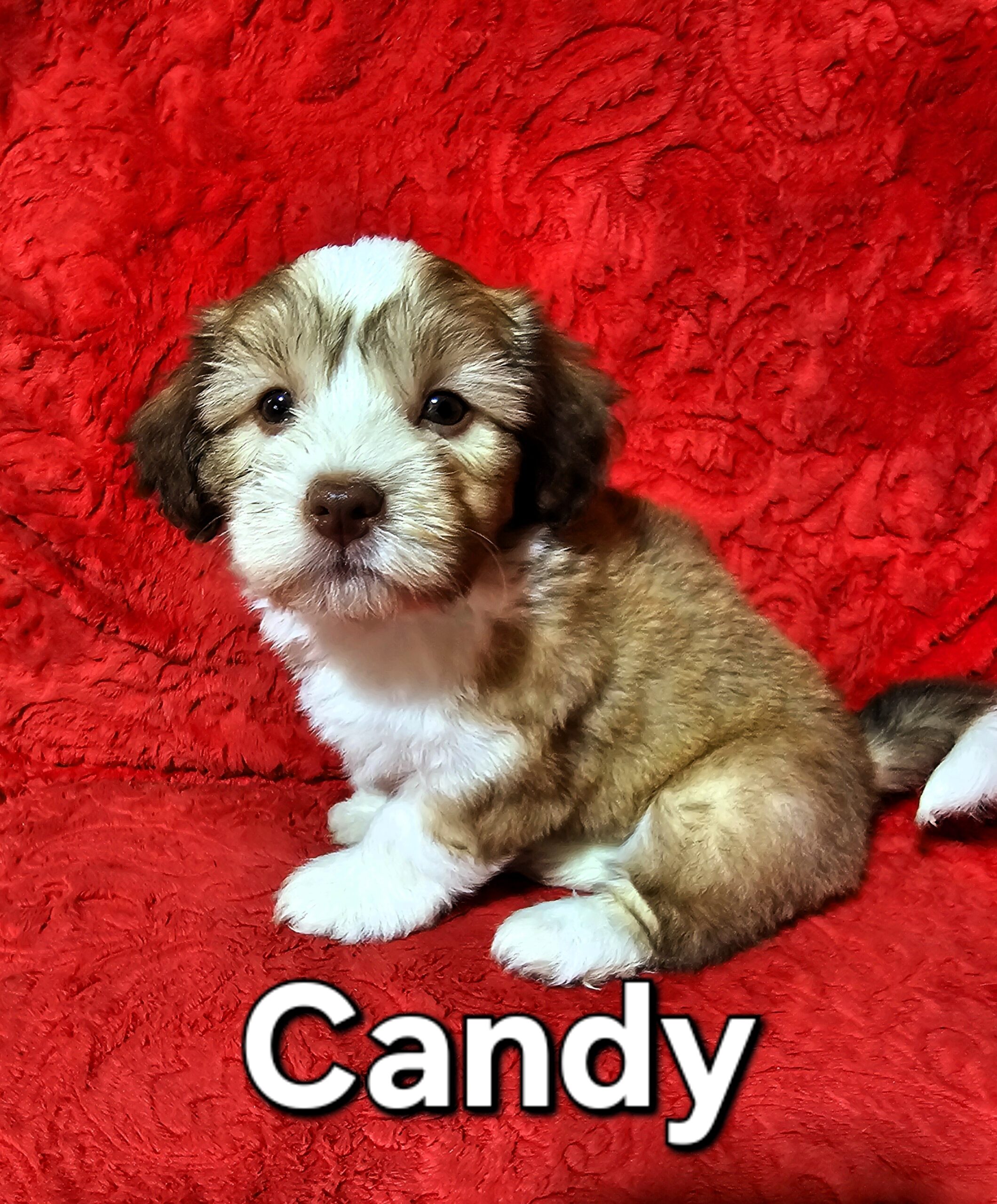 Candy - sold - C-Lou Puppies