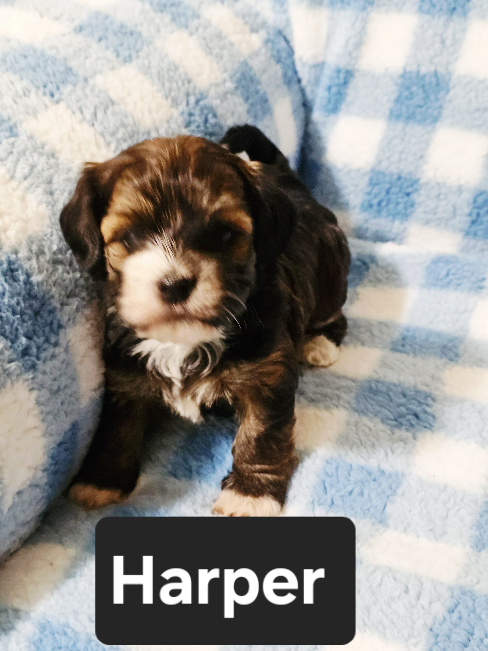 Harper - sold - C-Lou Puppies